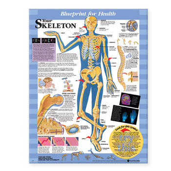 Wolters Kluwer - Your Skeleton Laminated Anatomical Chart