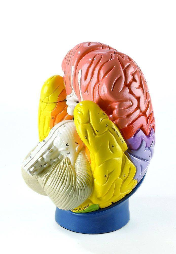 Brain Anatomy Model Brain With Arteries Model, 9 Parts [SKU: MG21717]