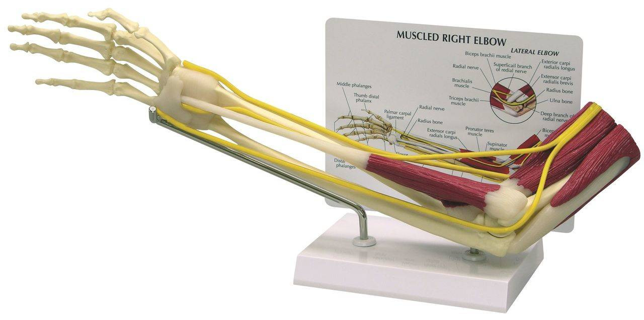 Right Elbow Joint Anatomy Model For Education GPI Anatomicals Basic ...