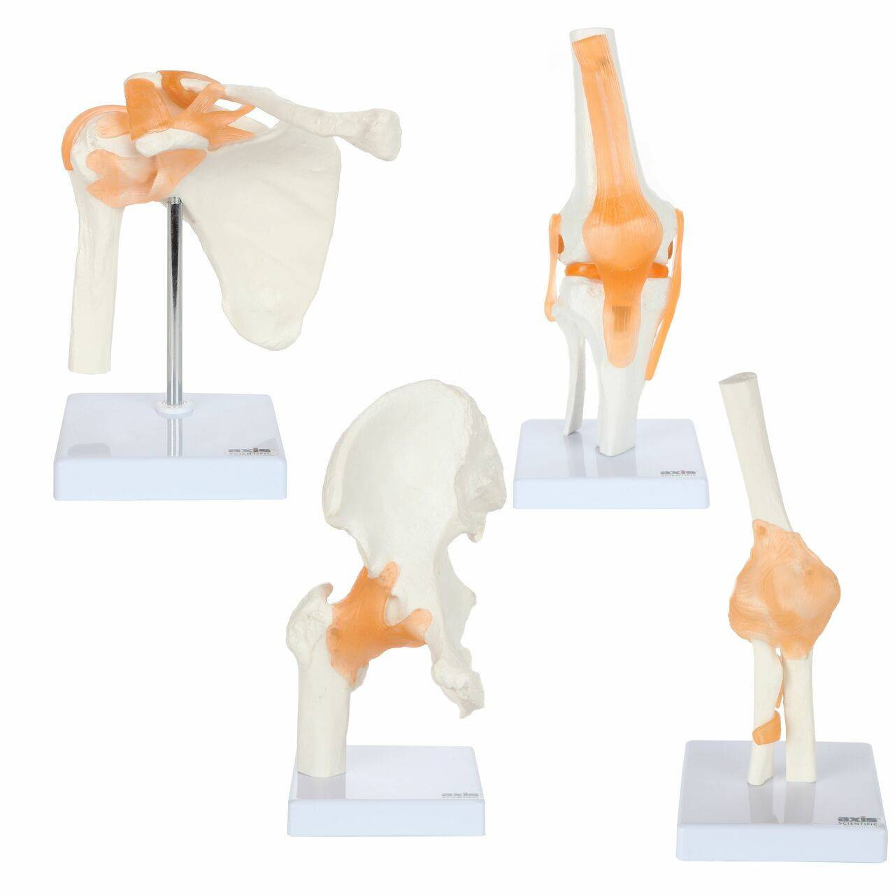 Axis Scientific - Functional Joint Anatomy Model Set