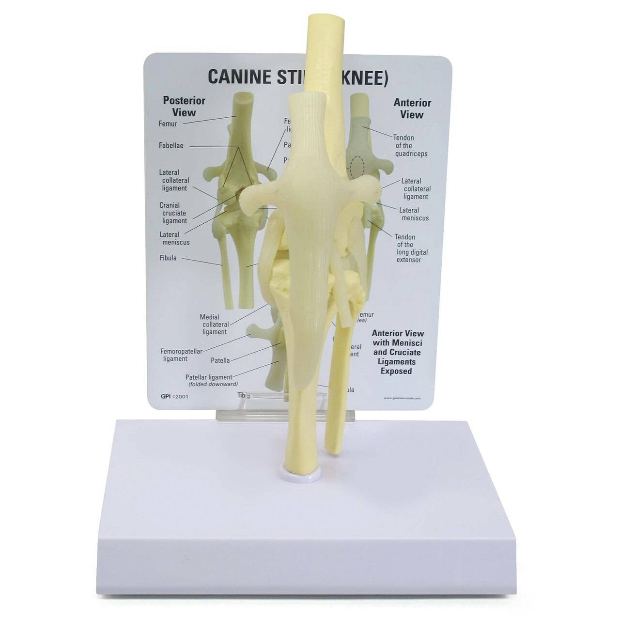 Dog Tibia Bone