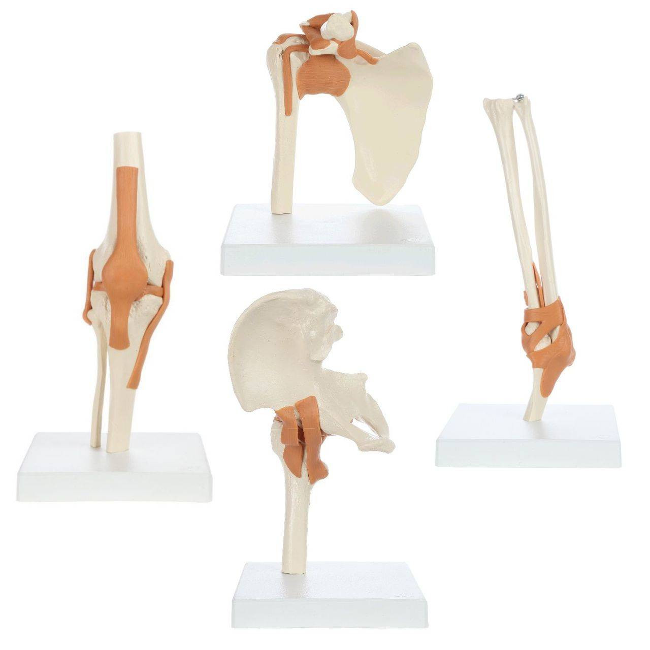 Rudiger Anatomie - Rudiger Anatomie Premium Functional Joint Anatomy ...
