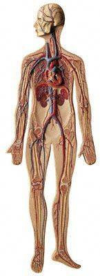 Circulatory System Model Labeled