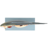 Anatomy Lab - Carp Fish (Cyprinus carpio) Anatomy Model