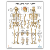 Anatomy Lab Skeletal System Laminated Poster | Anatomy Warehouse
