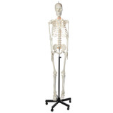 Axis Scientific Flexible Life-Size Human Skeleton Anatomy Model with ...