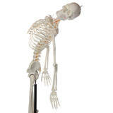 Axis Scientific Flexible Life-Size Human Skeleton Anatomy Model with ...