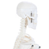 Anatomy Lab Essential Micro 19" Desktop Skeleton | Anatomy Warehouse