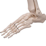 Anatomical Skeleton Model Flexible Fred