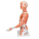 3B Scientific Life-Size Deluxe Human Torso Anatomy Model With Muscles ...