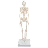 3B Scientific Mini 31" Human Skeleton Anatomy Model | Anatomy Warehouse
