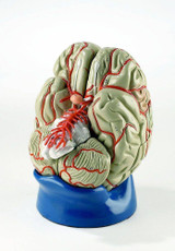 Anatomy Model Fetus Replica 7-8 Weeks
