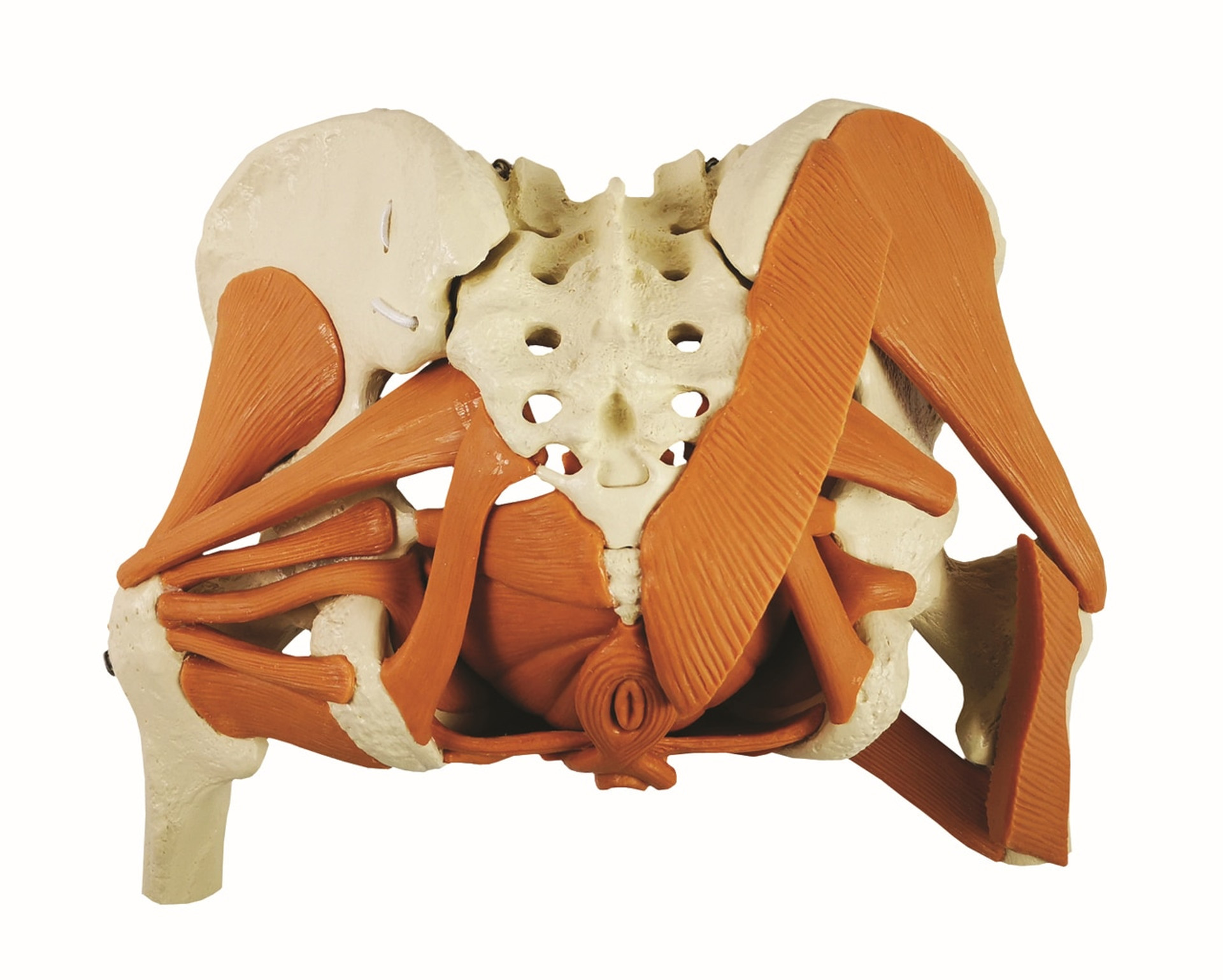 Hip and Hip Joint Laminated Anatomy Chart