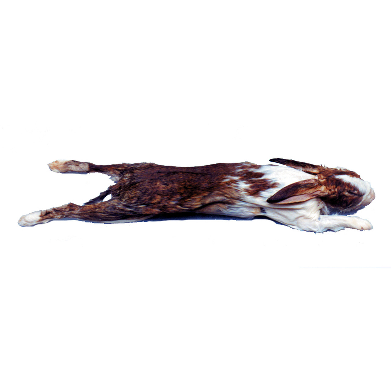 Anatomy Warehouse Rabbit Dissection Kit | Anatomy Warehouse