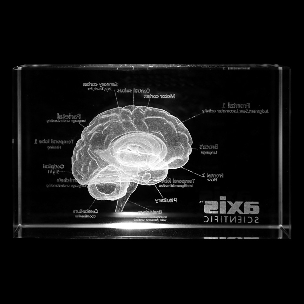 Axis Scientific 3D Etched Glass Human Brain Model | Anatomy Warehouse