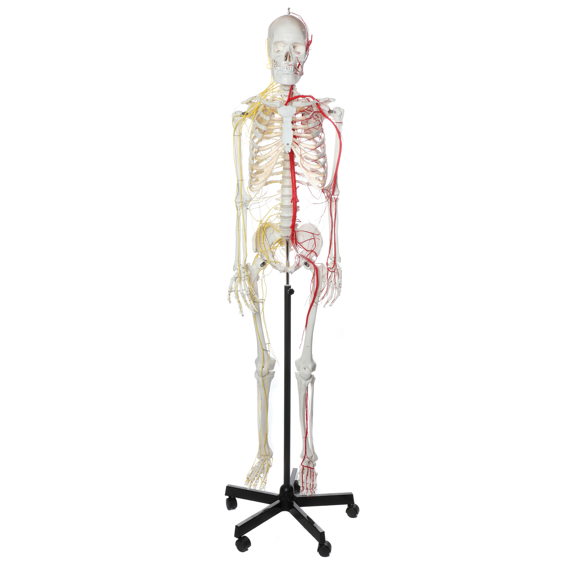 Axis Scientific - Life-Size Half Vascular Half Innervated Articulated ...