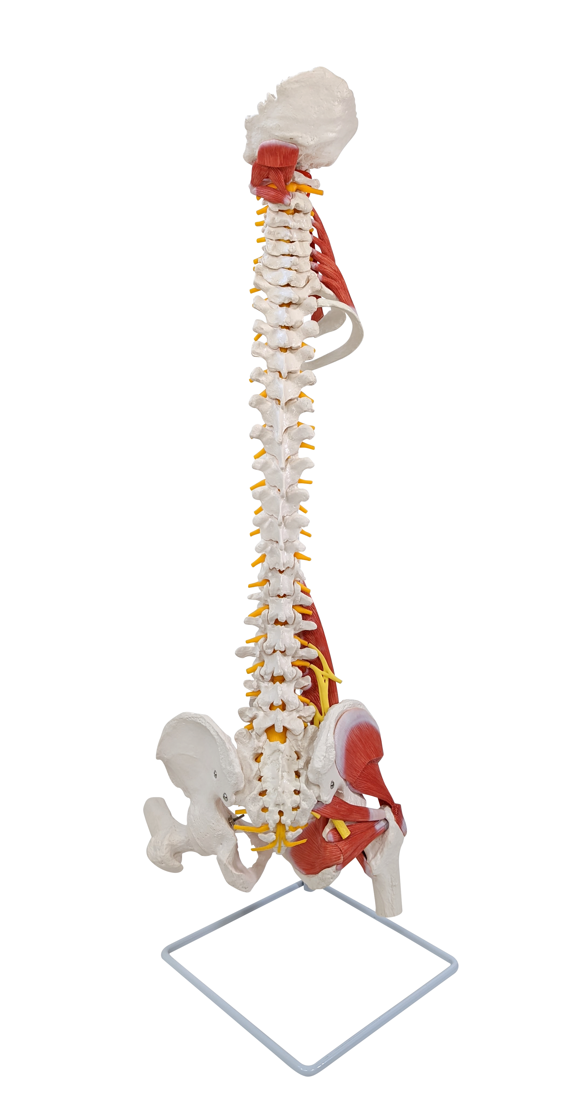 Axis Scientific - Life-Size Human Spine with Vertebrae, Nerves, Pelvis ...