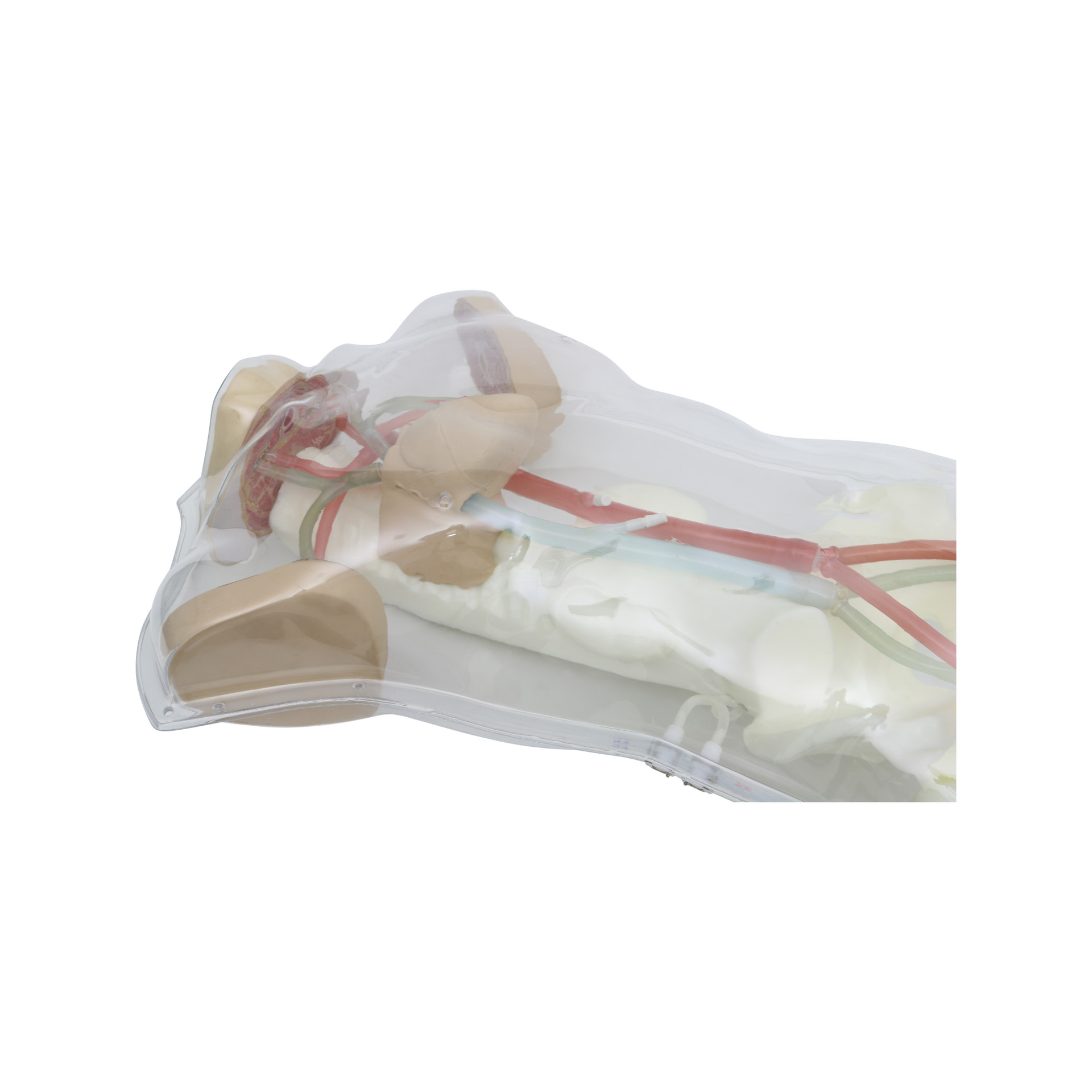 Anatomy Lab Human Circulatory System Model | Anatomy Warehouse