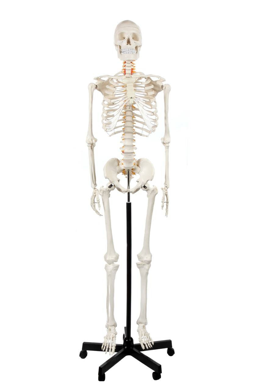 Anatomy Warehouse, The Home of Axis Scientific | Find All Axis ...
