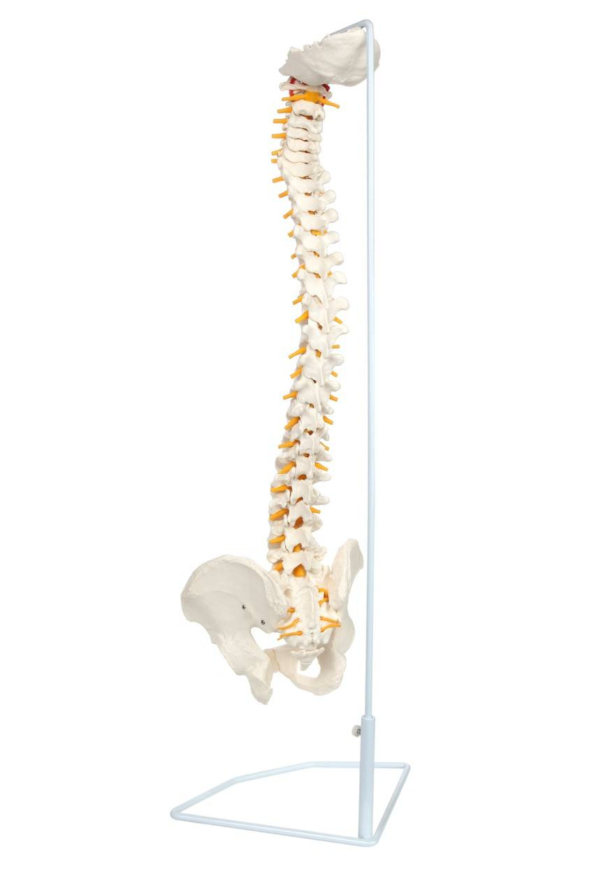 Axis Scientific Life-Size Human Spine with Complete Vertebrae, Nerves ...