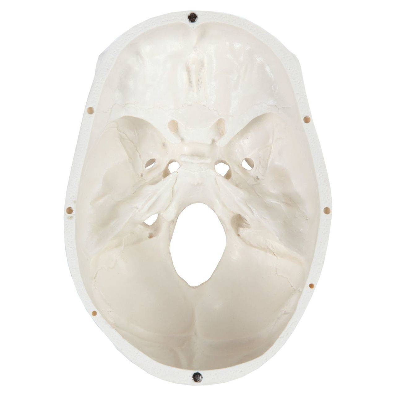 Axis Scientific 3-Part Life-Size Human Skull Anatomy Model | Anatomy ...