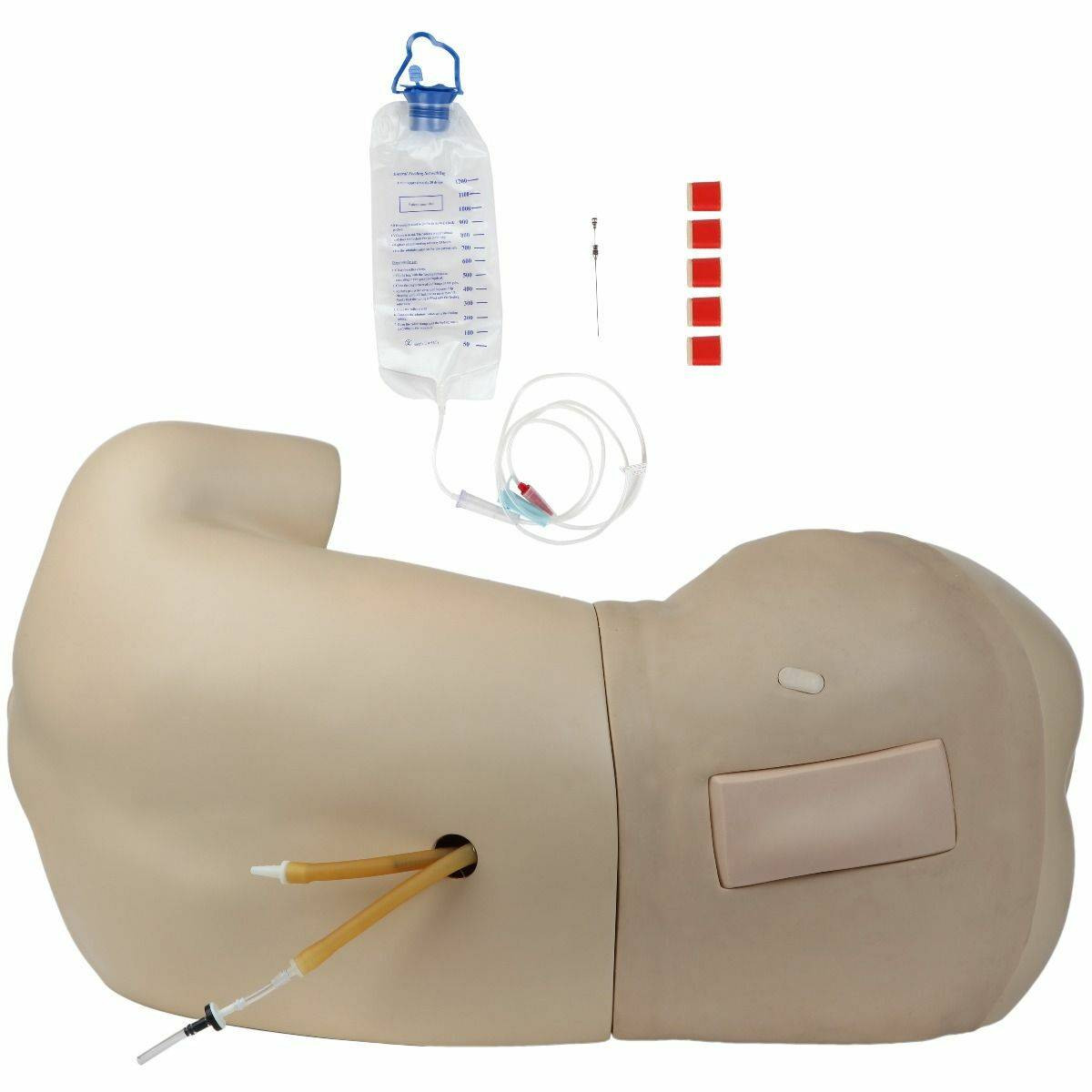 Anatomy Lab - Adult Lumbar Puncture Simulator