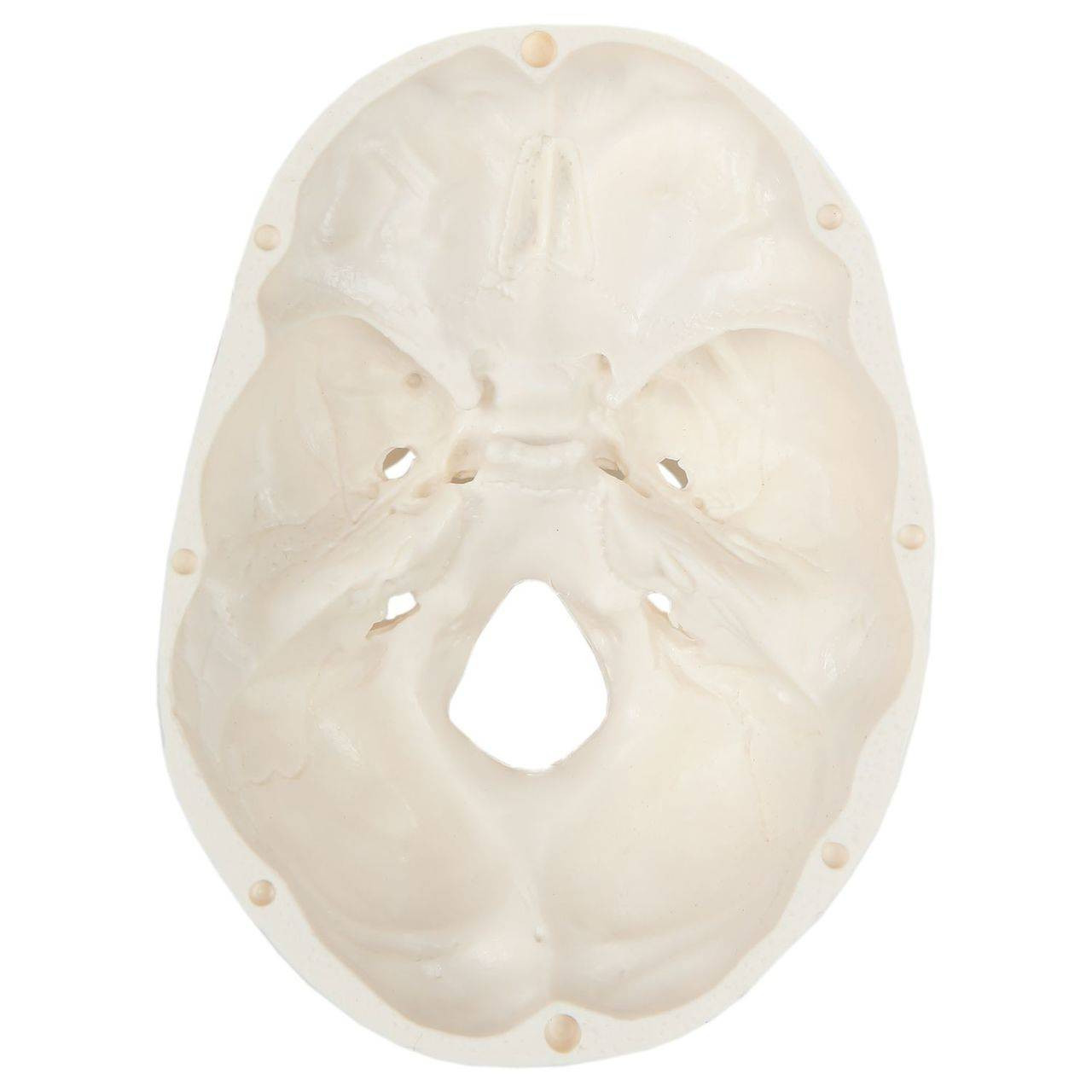 Axis Scientific 3-Part Miniature Human Skull Anatomy Model | Anatomy ...