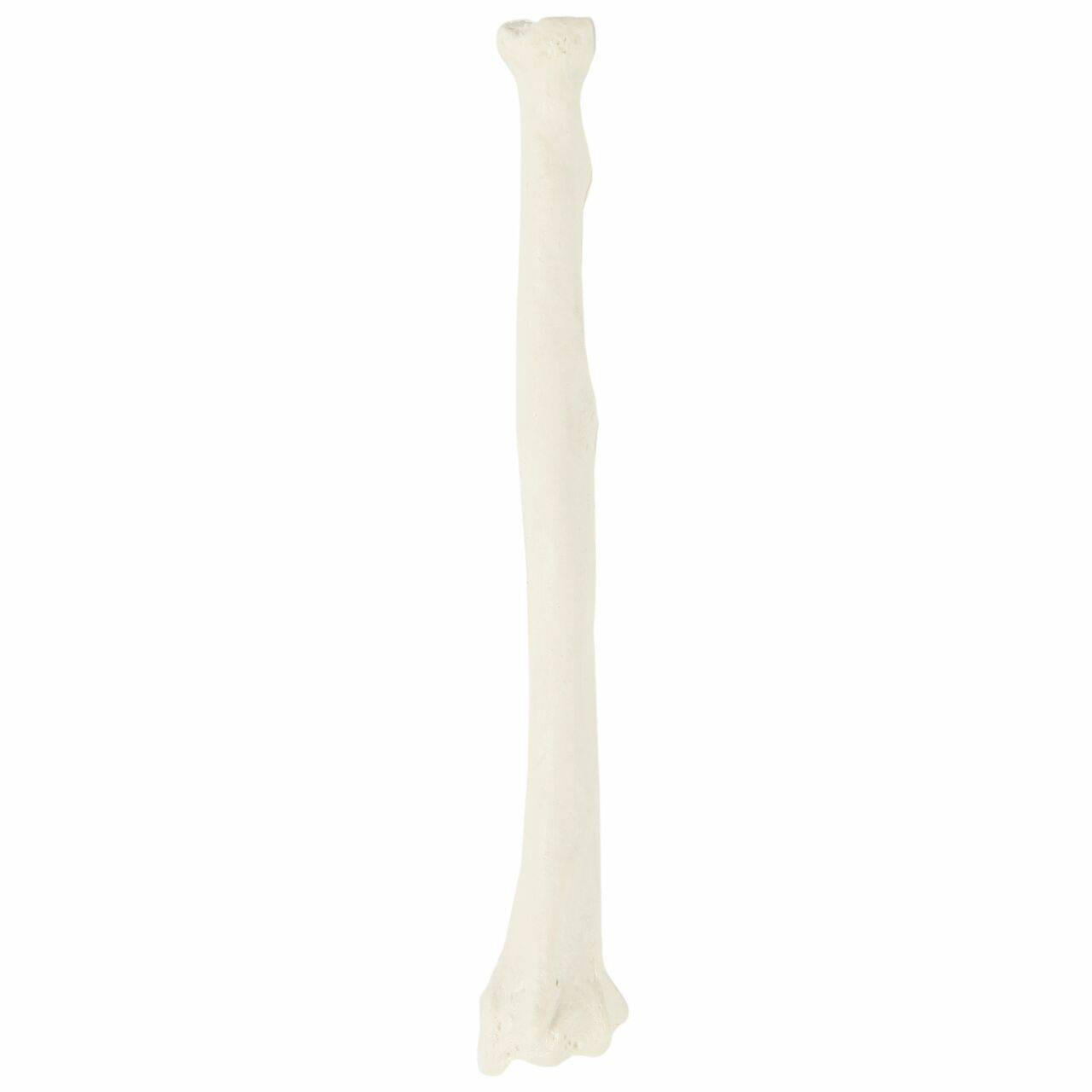 Axis Scientific Human Bone Microstructure with Long Bone Osteon