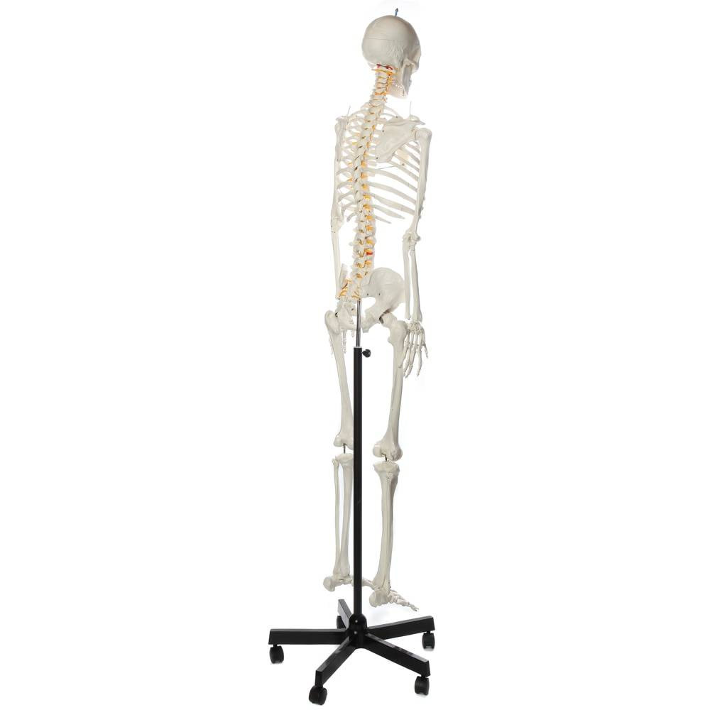 Axis Scientific Flexible Life-Size Human Skeleton Anatomy Model with ...