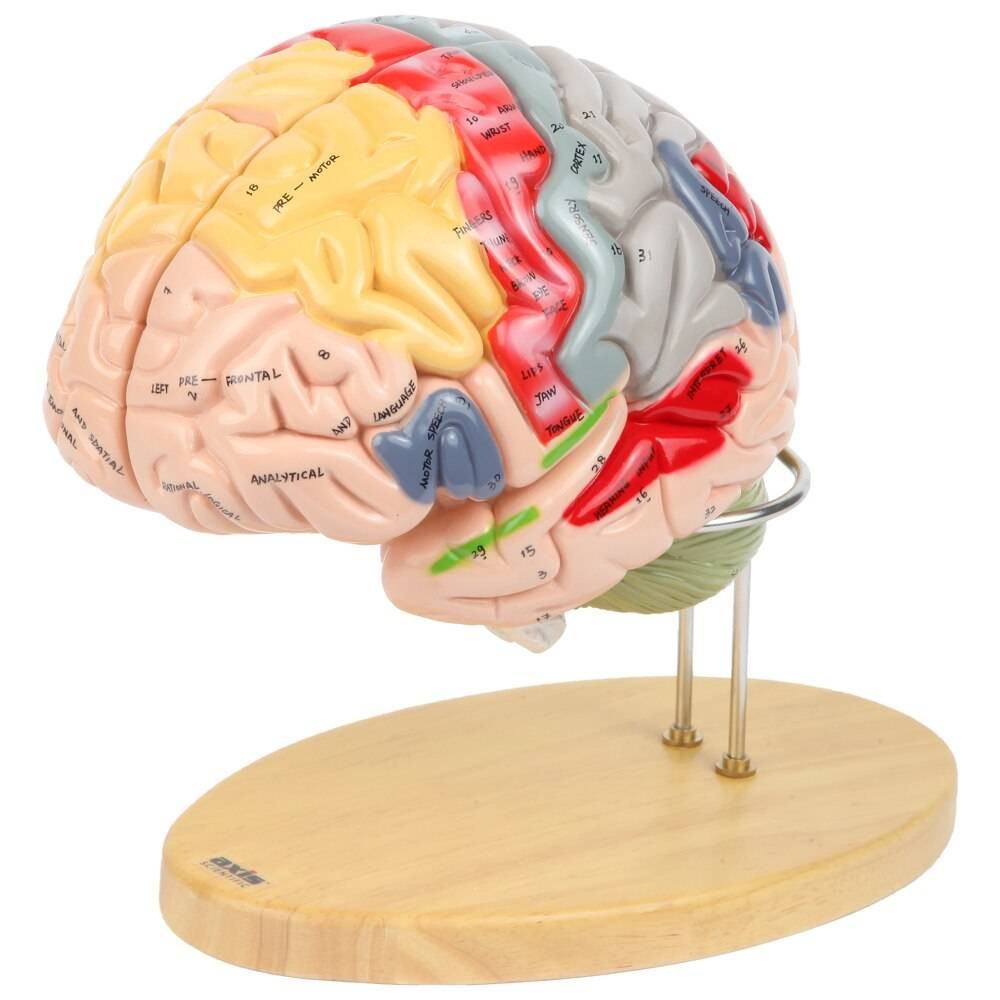 Brain Anatomy Models | Learn About the Brain | Neuro Anatomy Models for ...