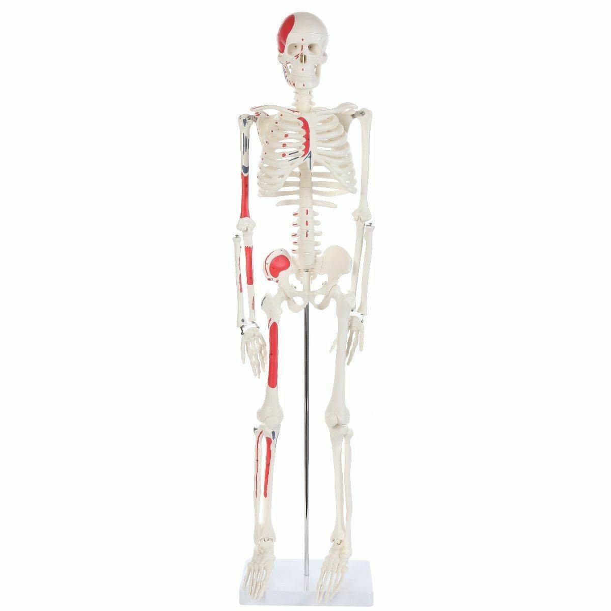 Anatomy Model Mini Skeleton Painted