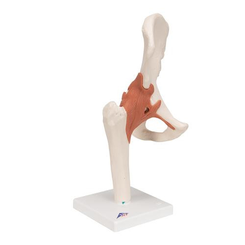 Rudiger Anatomie - Hip and Hip Joint Laminated Anatomy Chart