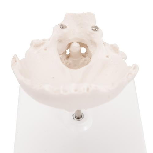 3B Scientific Atlas and Axis Bones Anatomy Model With Occipital Plate ...