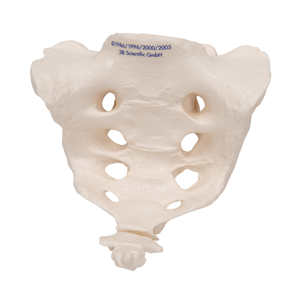 3B Scientific Human Sacrum and Coccyx Anatomy Model | Anatomy Warehouse