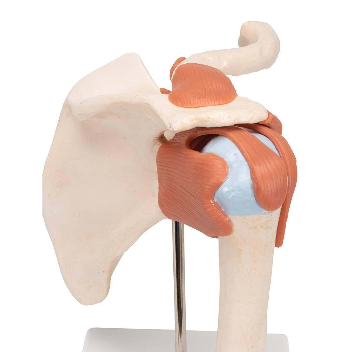 3B Scientific - Deluxe Functional Shoulder Joint Anatomy Model
