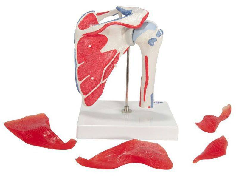 3B Scientific Shoulder Joint Anatomy Model With Rotator Cuff | Anatomy ...