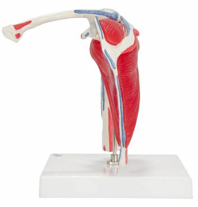 3B Scientific Shoulder Joint Anatomy Model With Rotator Cuff | Anatomy ...