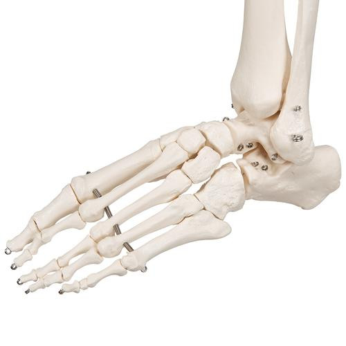 3B Scientific Classic Stan Human Skeleton Anatomy Model | Anatomy Warehouse