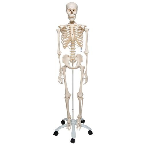 3B Scientific Classic Stan Human Skeleton Anatomy Model | Anatomy Warehouse