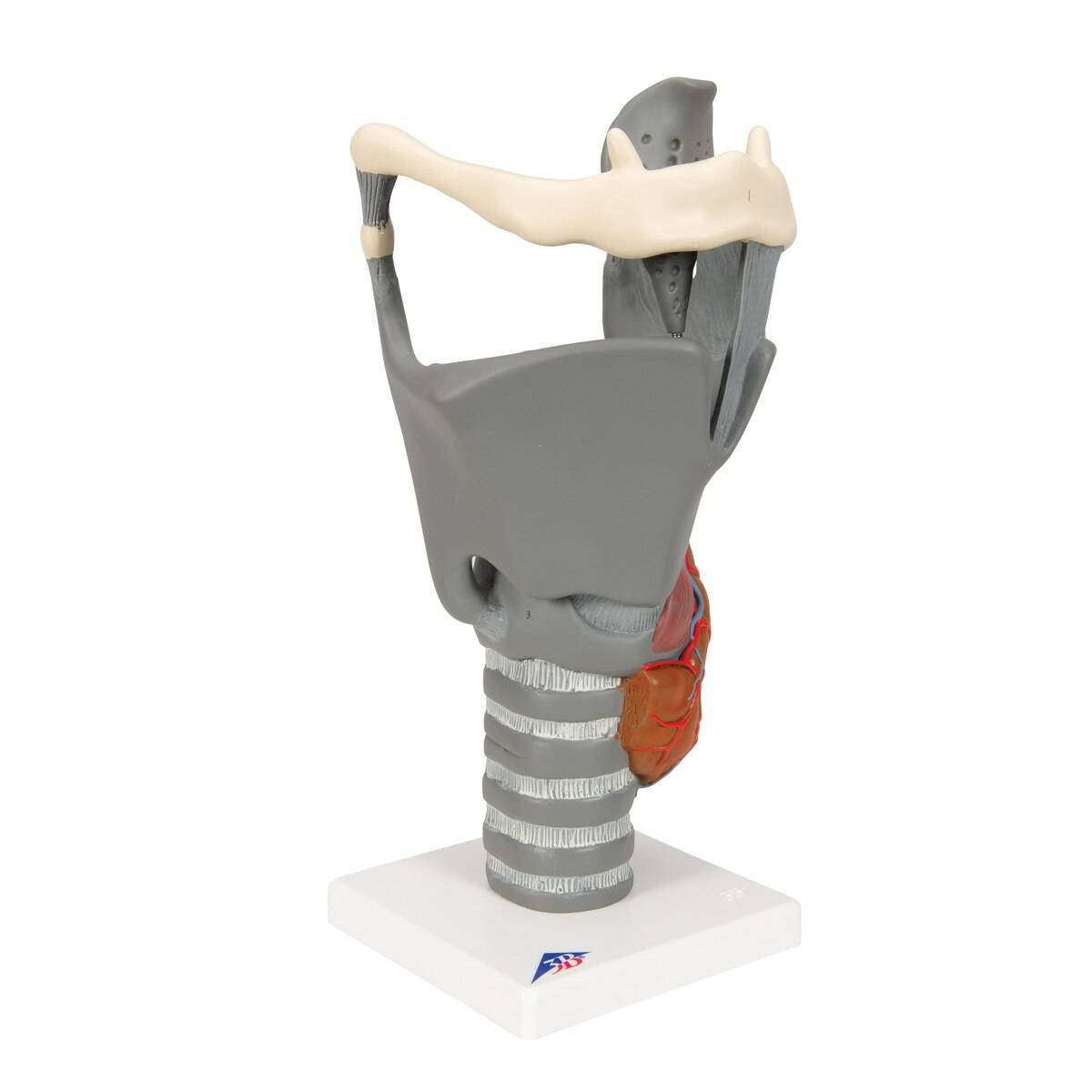 3B Scientific - Functional Human Larynx Anatomy Model