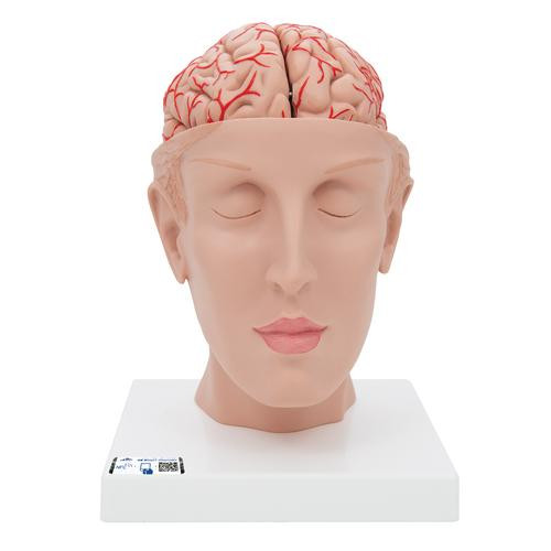 3B Scientific - Half Human Head with Deluxe Brain with Arteries Anatomy ...