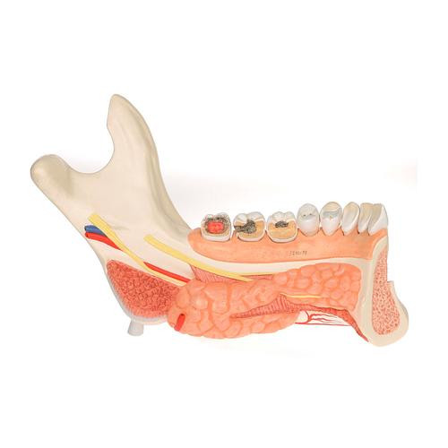 Anatomy Model Dental Care