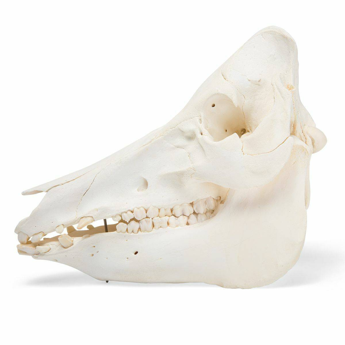 Erler-Zimmer Pig (Sus scrofa domesticus) Skull of Domestic Pig ...
