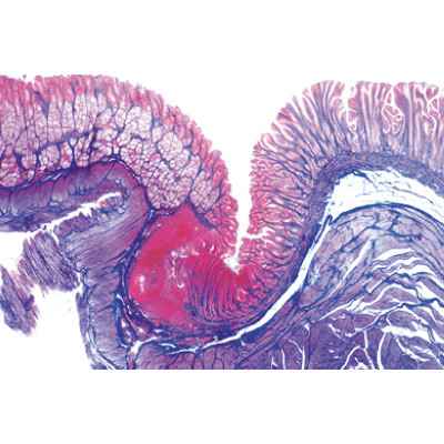 3B Scientific Human and Mammal Digestive Systems - English Microscope ...