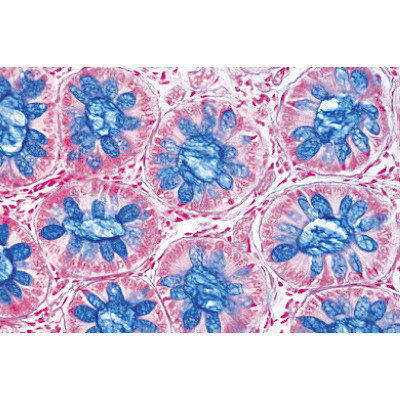 3B Scientific Human and Mammal Digestive Systems - English Microscope ...