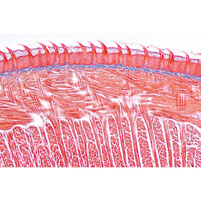 3B Scientific Human and Mammal Digestive Systems - English Microscope ...