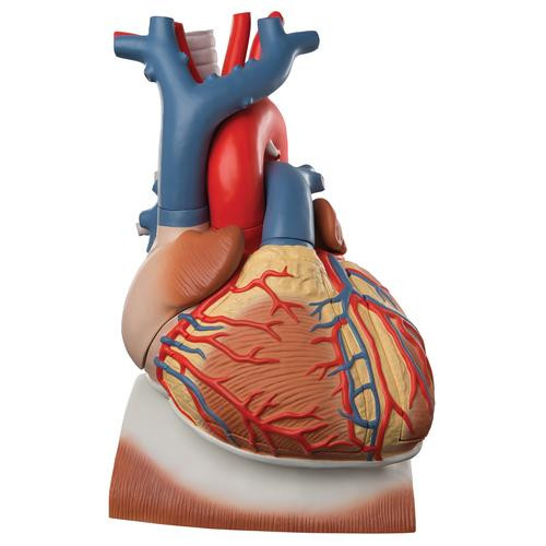 3B Scientific Heart On Diaphragm Anatomy Model (10 Parts) | Anatomy ...