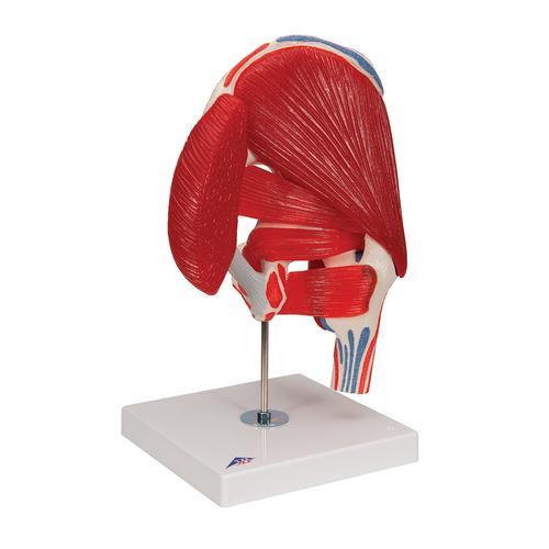 3B Scientific - Male Hip Joint Anatomy Model (6 Parts)