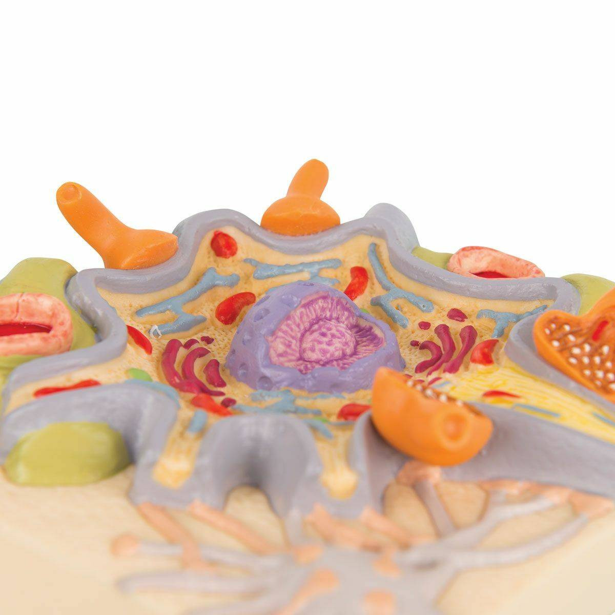 Denoyer-Geppert Motor Neuron Diorama Anatomy Model | Anatomy Warehouse