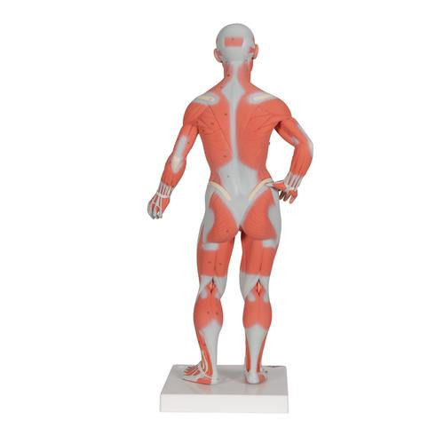3B Scientific Mini Muscular Figure Anatomy Model (1/3 Life-Size ...